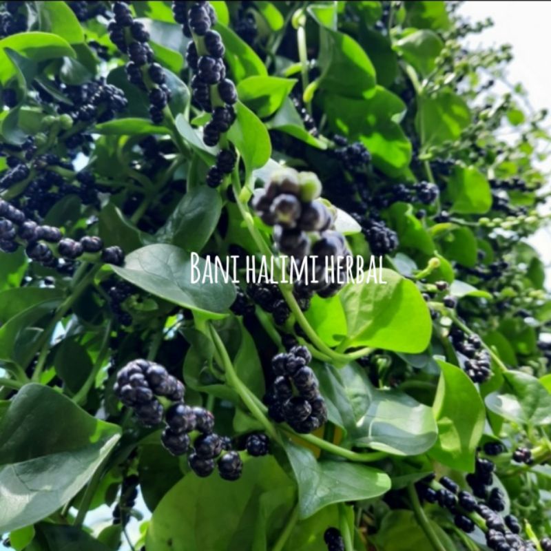 Jual Buah Angkung/Angkong/Anggong Segar Organik Obat Penyumbatan Stroke ...