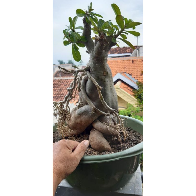 Jual kamboja bonggol besar | Shopee Indonesia