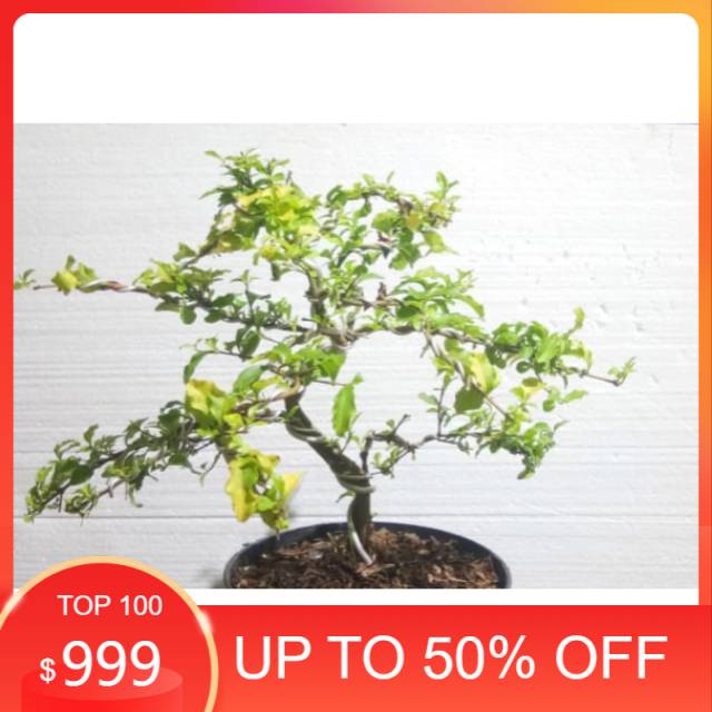 Jual Bonsai legistrum kuning - bibit bonsai - legistrum - bonsai mini ...