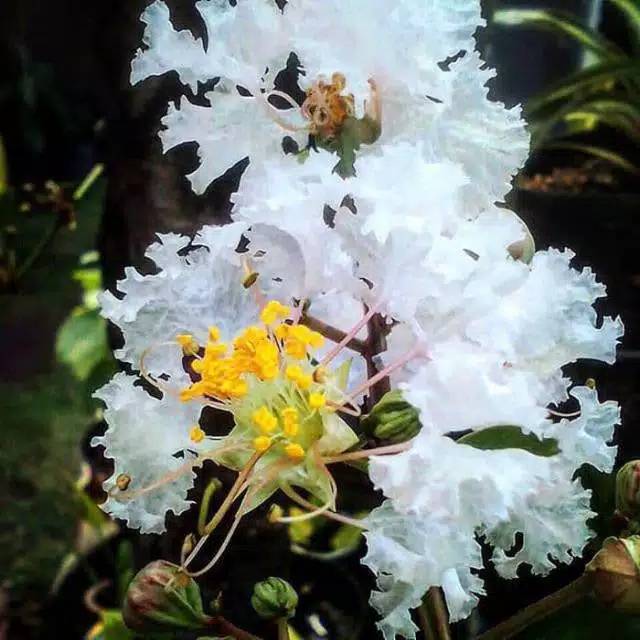 Jual Bibit Bunga Sakura Putih | Shopee Indonesia