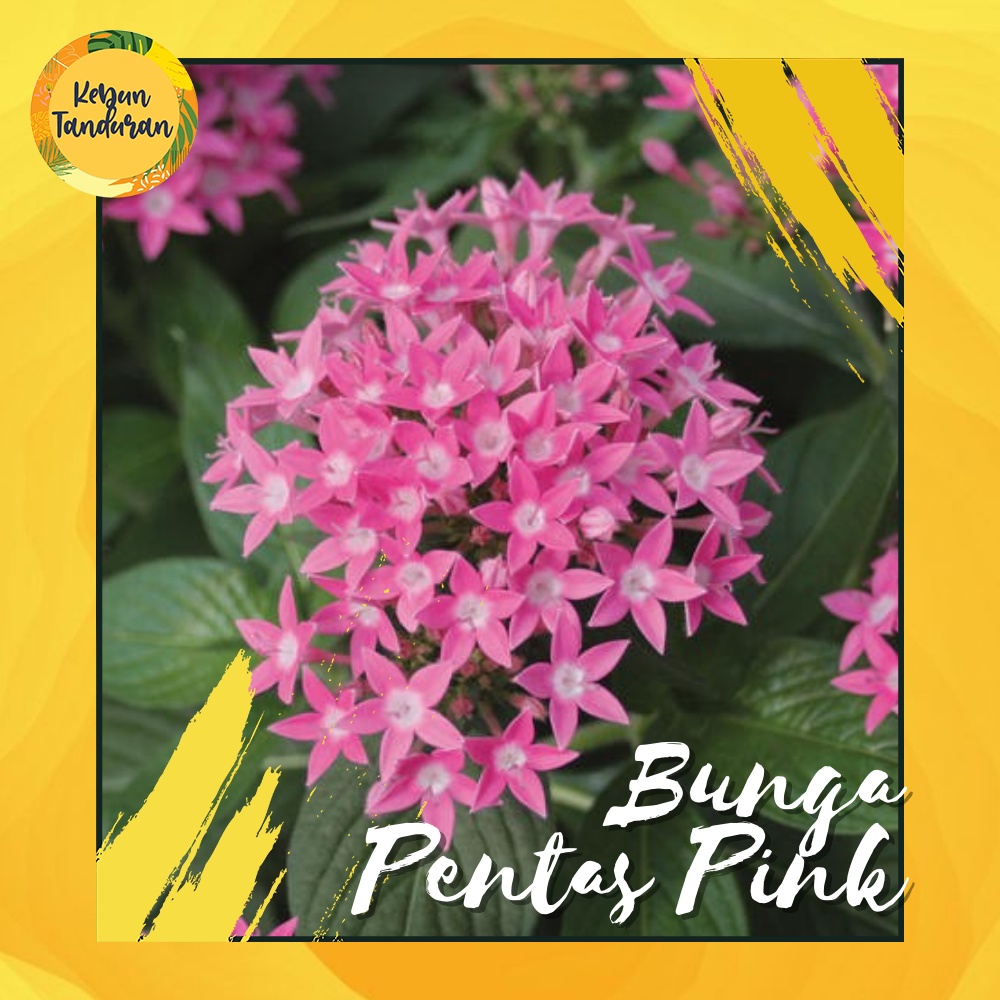 Jual Bibit Tanaman Hias Bunga Pentas Pink / Tanaman Bunga Lanceola Pink ...