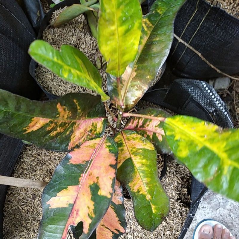 Jual Tanaman Puring Koi minim order 2 pohon | Shopee Indonesia