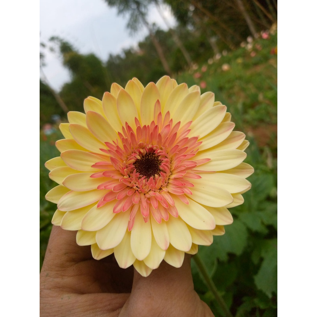 Jual Tanaman/Bibit garbera holland | Shopee Indonesia