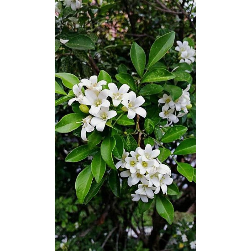 Jual Bibit bunga kemuning wangi | Shopee Indonesia