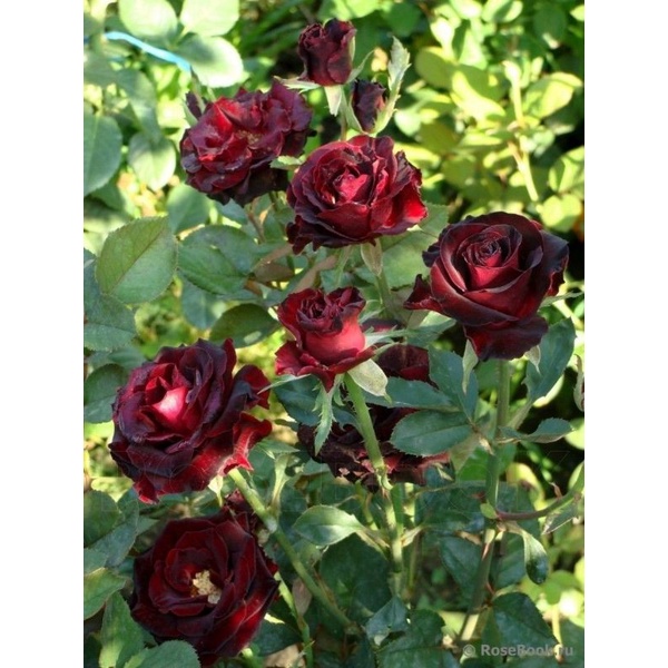 Jual Bunga Mawar Hidup Black Magic-Mawar Hitam-Mawar cantik-Mawar murah ...