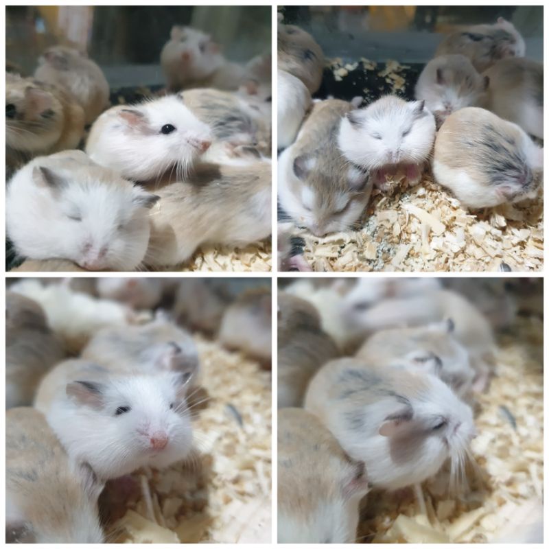 Jual JUAL HAMSTER ROBOROVSKI Husky white face normal face WF NF robo ...