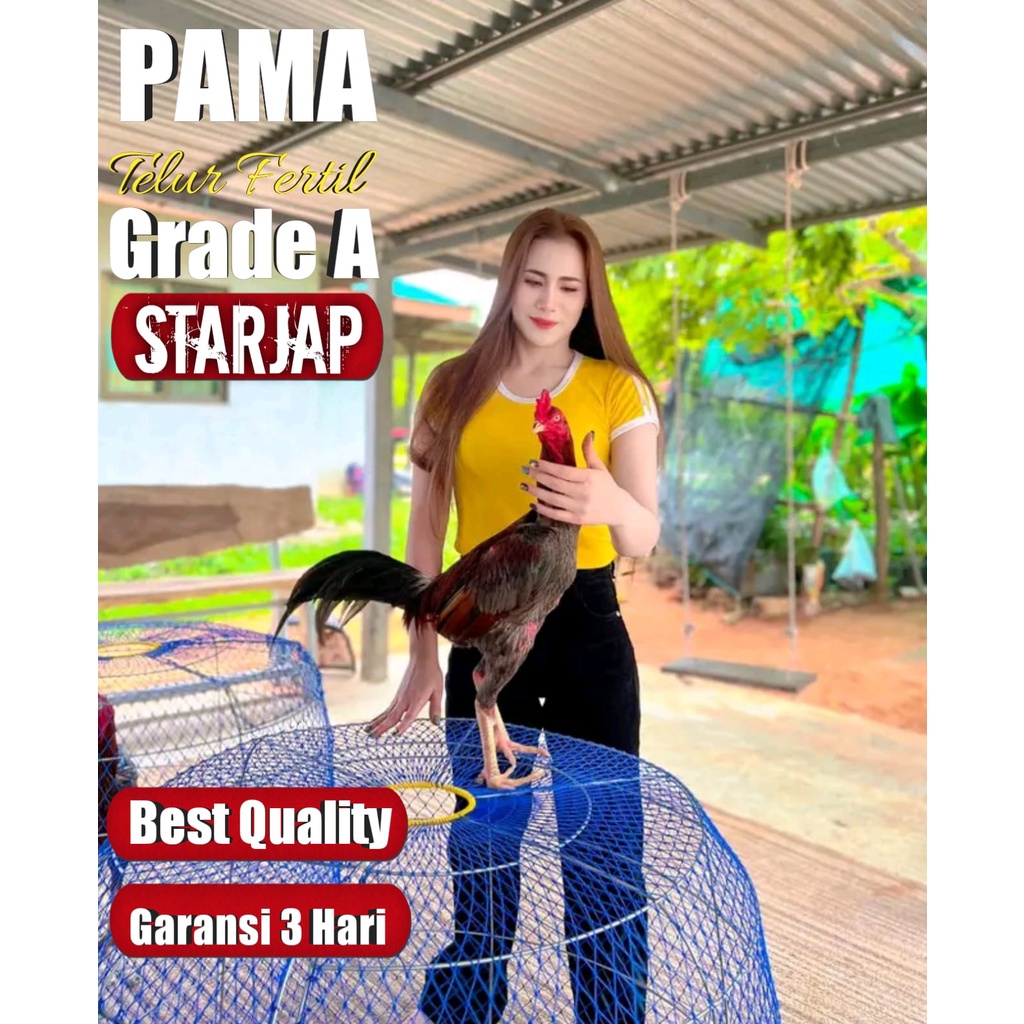 Jual telur ayam bangkok thailand super PAMA atreet pukul saraf | Shopee ... Jual telur ayam bangkok thailand super PAMA atreet pukul saraf | Shopee ...
