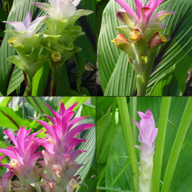 Jual Benih CURCUMA Biji Temu Putih Zedoaria | Shopee Indonesia