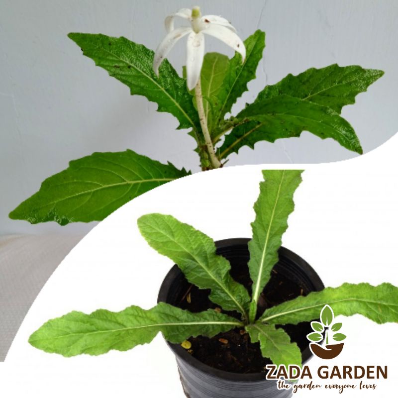 Jual Tanaman Hias Herbal Daun Tapak Liman Bunga Ungu Kitolot Bunga ...