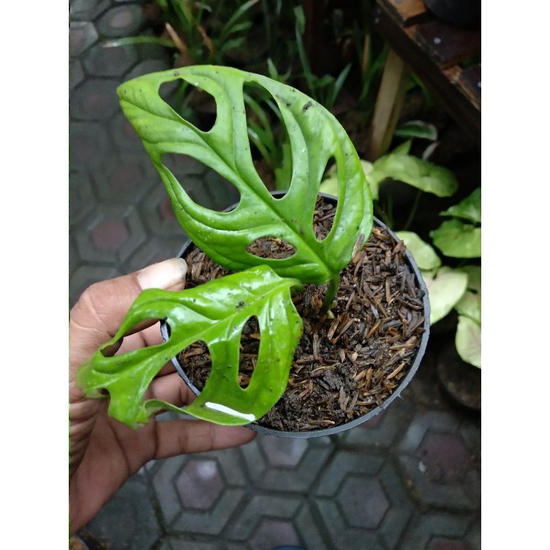 Jual Monstera Adansonii/Janda Bolong | Shopee Indonesia