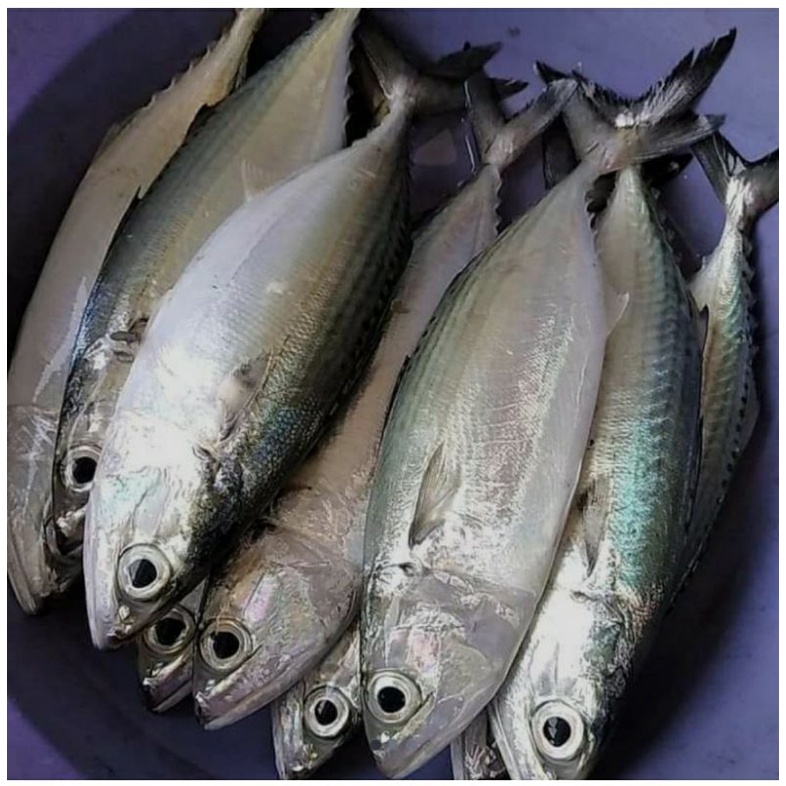 Jual ikan kembung gepeng segar 500grm | Shopee Indonesia