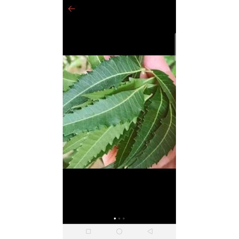 Jual daun mimba segar 1kg | Shopee Indonesia