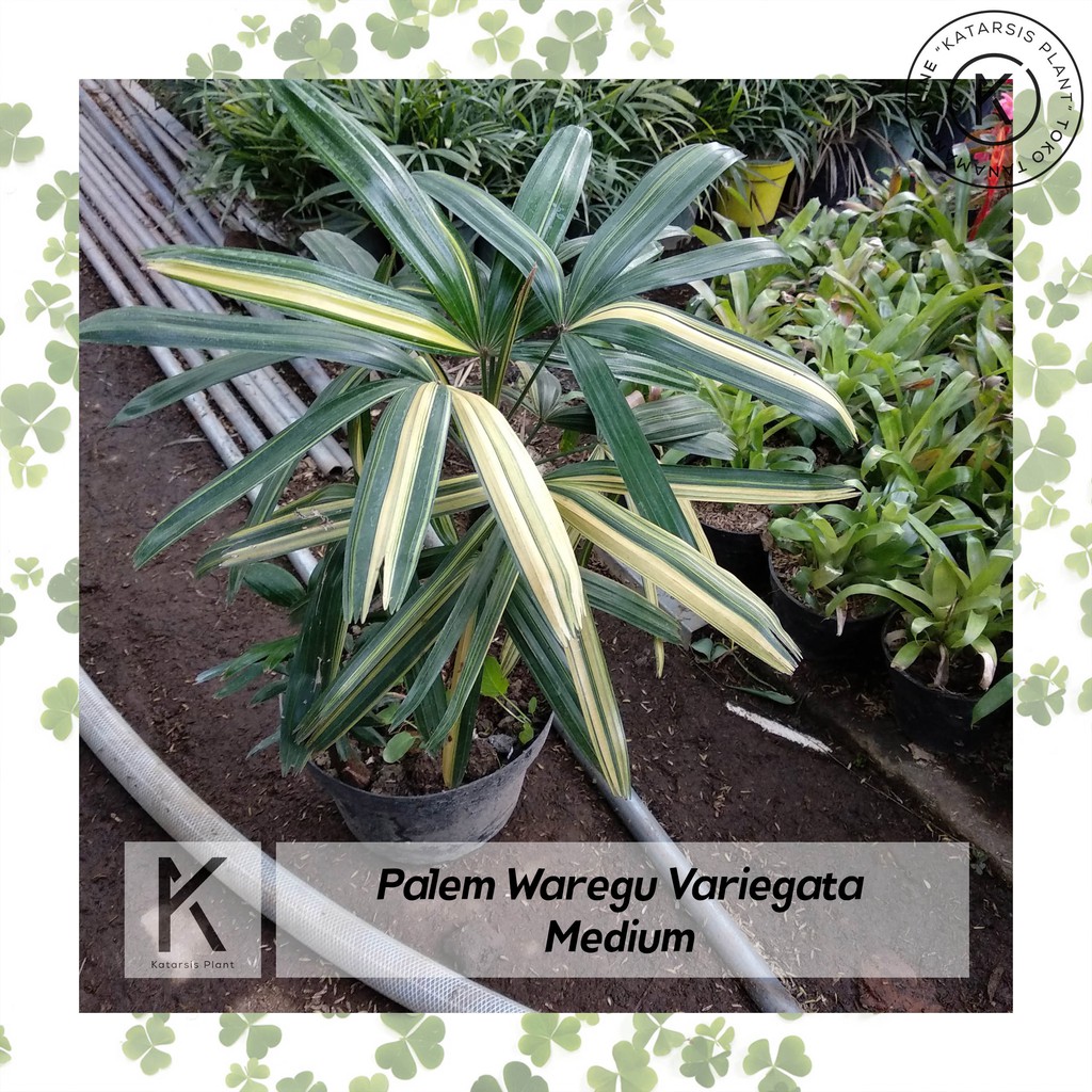 Jual Katarsis Plant | Tanaman Hias Palem Waregu Variegata Medium Cocok ...