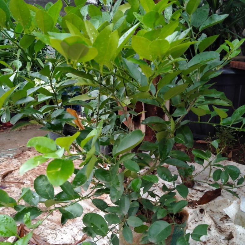 Jual Tanaman hias pohon jeruk nipis | jeruk nipis | tanaman hias ... Jual Tanaman hias pohon jeruk nipis | jeruk nipis | tanaman hias ...