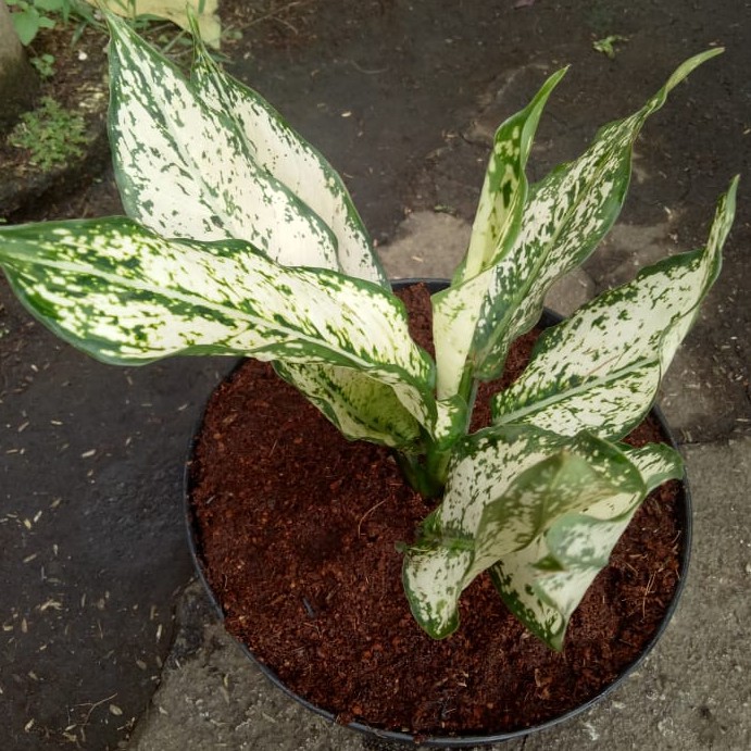 Jual Tanaman Bunga Hias Aglonema Snow White | Shopee Indonesia