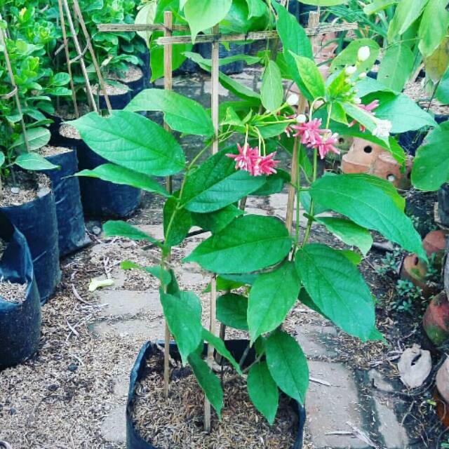 Jual melati belanda bunga tumpuk | Shopee Indonesia