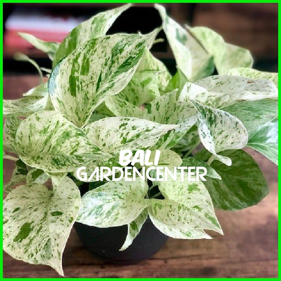 Jual Tanaman Hias Sirih Gading Marble Queen - Epipremnum Aureum ...
