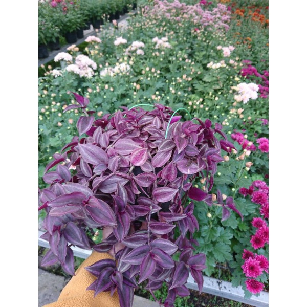 Jual Gewor Daun Merah 'Tradescantia Zebrina Pendula' Promo Beli 9 ...
