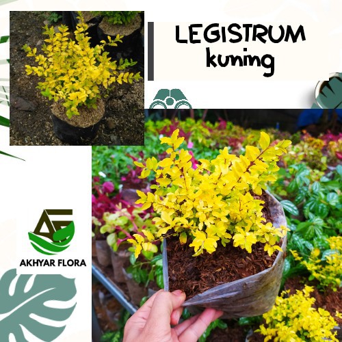 Jual tanaman bahan bonsai Legistrum Kuning Legistrum Yellow Bahan ...