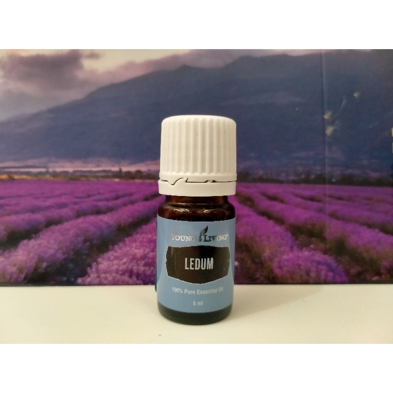 Jual ledum 5ml | Shopee Indonesia
