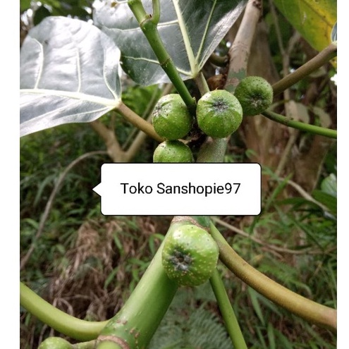 Jual Buah awar-awar atau buah kuciat segar per 1 kg | Shopee Indonesia