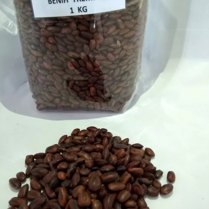 Jual Jual 10 Ons Biji Benih Pohon Saman Trembesi Bibit Unggul | Shopee ... Jual Jual 10 Ons Biji Benih Pohon Saman Trembesi Bibit Unggul | Shopee ...