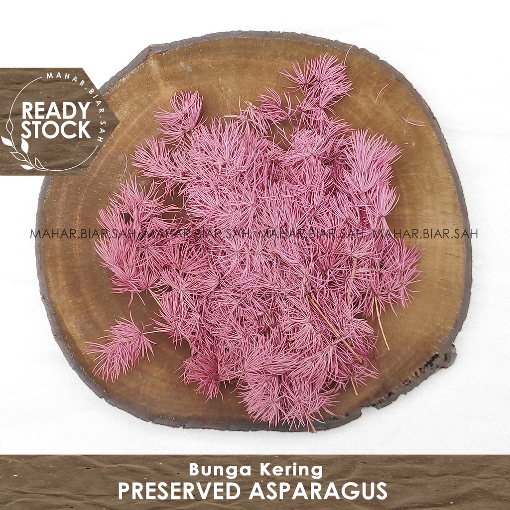 Jual RS 5 Gram Preserved Asparagus / Asparagus Bintang / Asparagus ...