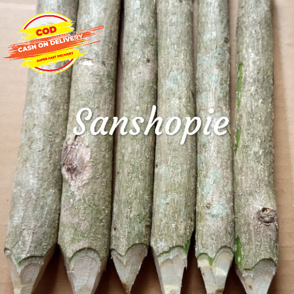 Jual Bibit pohon gamal 1kg isi 8_10 batang | Shopee Indonesia