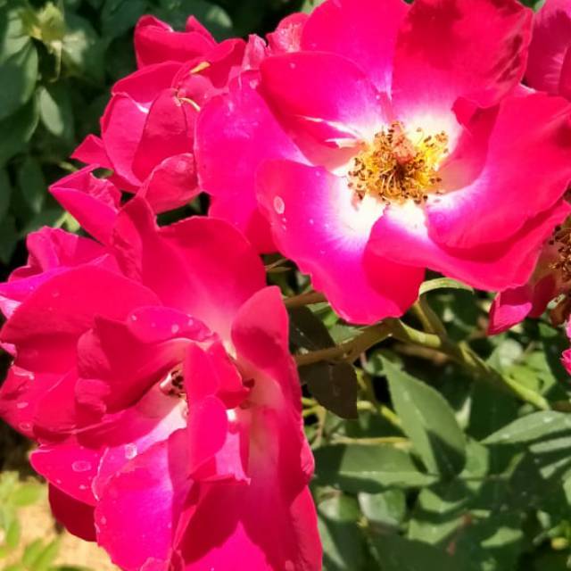 Jual Tanaman Eyepaint Climber Rose - Keindahan yang Mewah untuk Taman ...