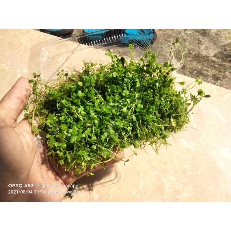 Jual hydrocotile mika tanaman aquascape | Shopee Indonesia