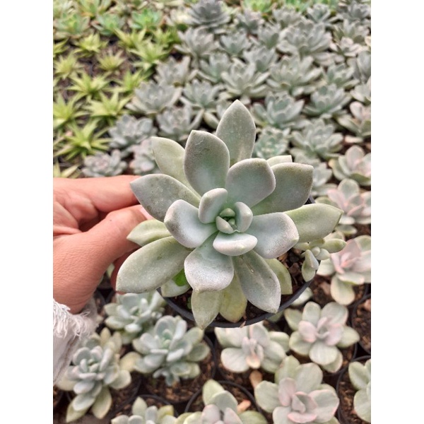 Jual echeveria supreme pot 10cm | Shopee Indonesia