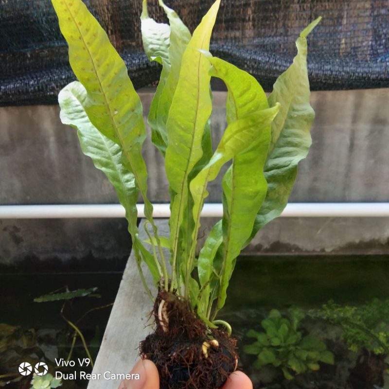 Jual Tanaman Aquascape Kadaka Java Fern Media Wabikusa -Tanaman Hias ...