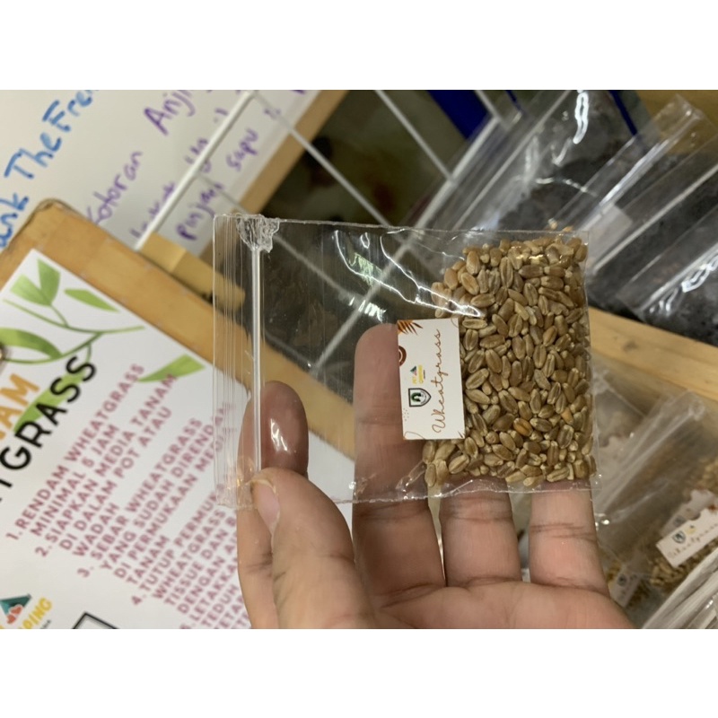 Jual Benih rumput kucing 1 pot ukuran sample wheatgrass rumput gandum ...