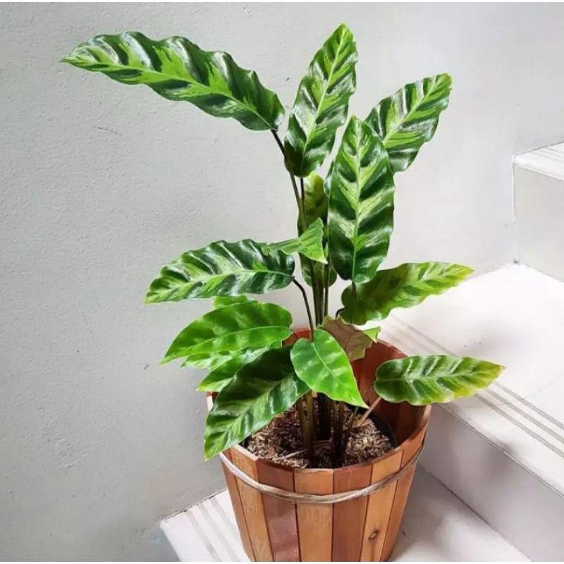 Jual tanaman calathea misto daun rimbun | Shopee Indonesia