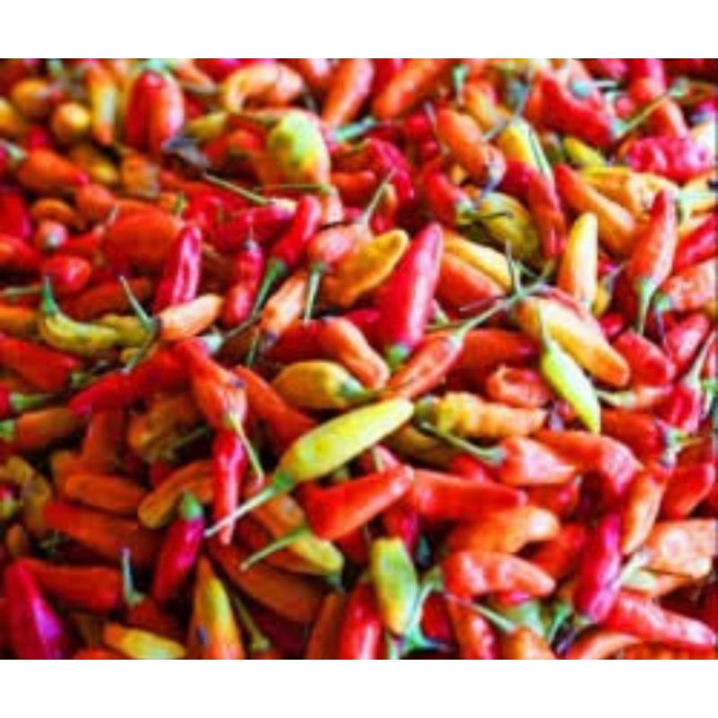Jual CABE BURUNG PER 100 GR SAYUR SEGAR PALEMBANG | Shopee Indonesia