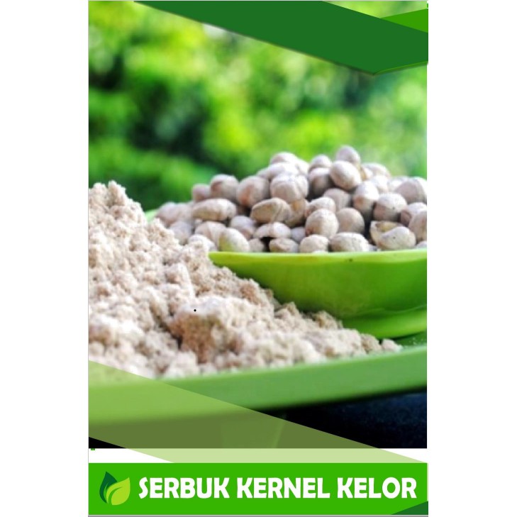 Jual IC Kapsul Biji Kernel Kelor ( Moringa seed ) - 50pcs | Shopee ...