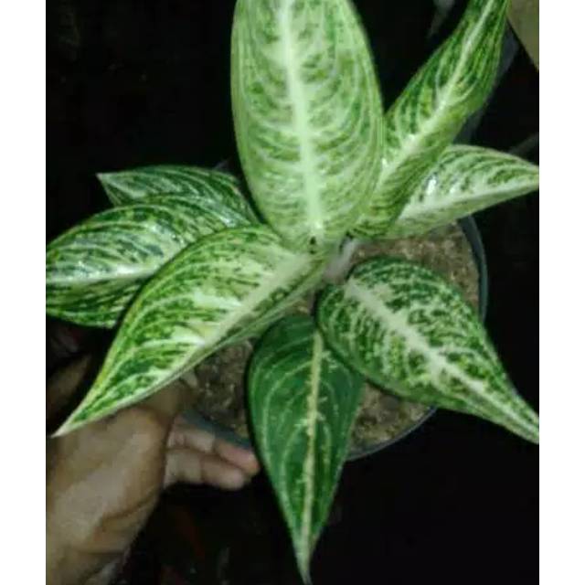 Jual Bibit Bunga Aglonema White Legacy (Legacy Putih) | Shopee Indonesia Jual Bibit Bunga Aglonema White Legacy (Legacy Putih) | Shopee Indonesia