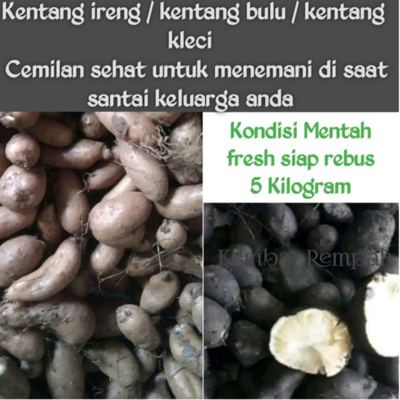 Jual Kentang bulu kentang ireng kentang hitam kentang kleci 5 kilogram ...