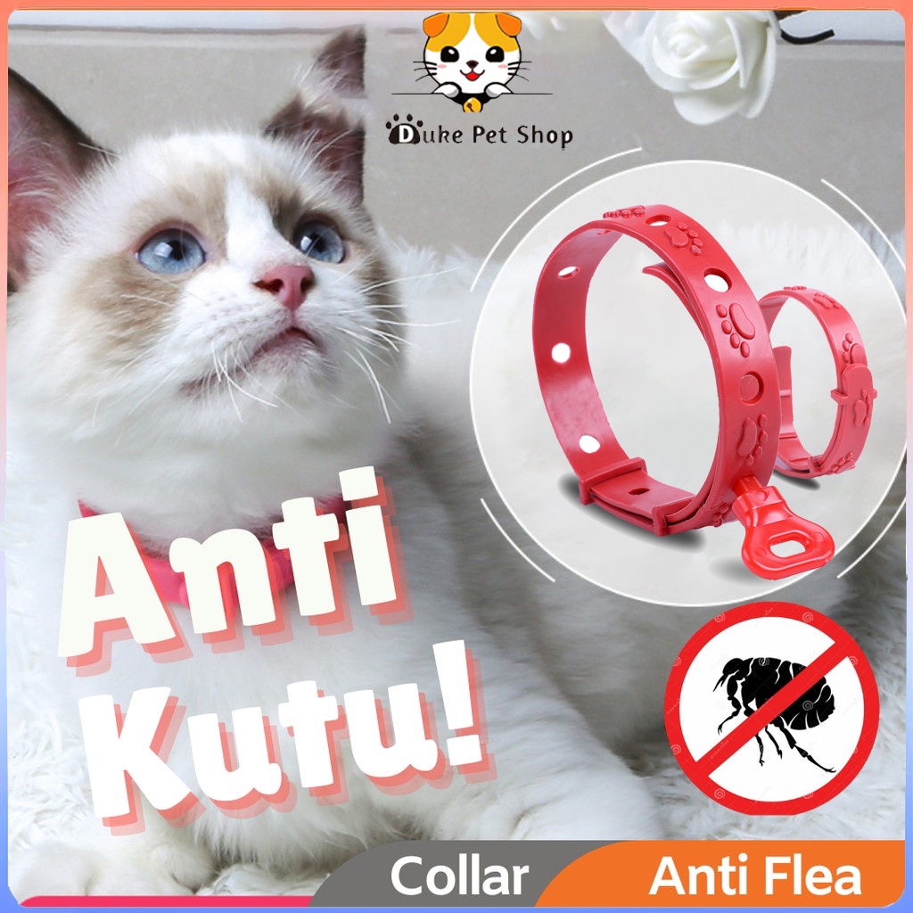 Jual kalung kucing anti kutu pinjal, kalung anjing anti kutu anti ulat ...