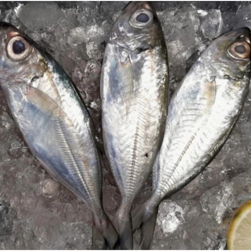 Jual ikan tude segar 1kg | Shopee Indonesia