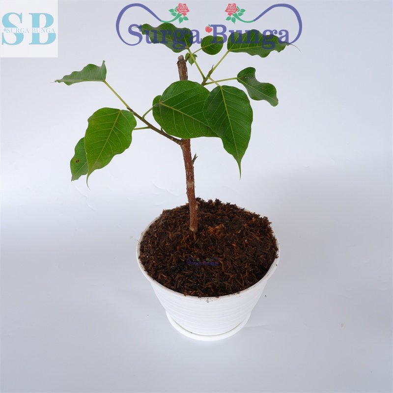 Jual Tanaman Kayu Bodhi (Ficus religiosa) Pohon Suci | Shopee Indonesia