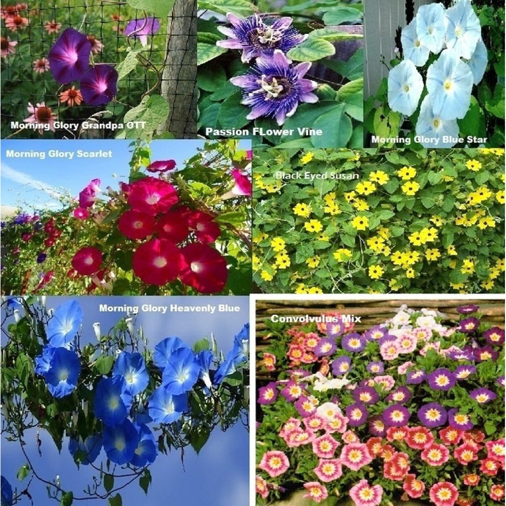 Jual paket hemat benih bunga morning glory isi 7 jenis tanaman meramb ...