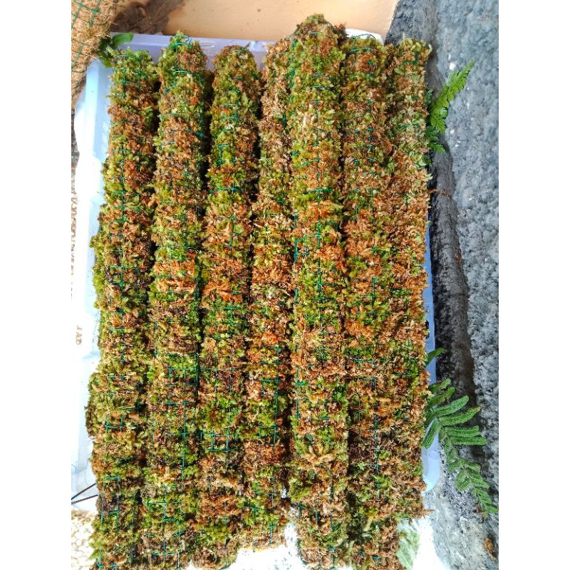 Jual turus lumut hutan/tiang dari lumut /media tanam/forest moss ...