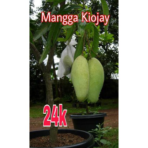 Jual Mangga Kiojay / Kiyojay -tanaman hidup- Segar | Shopee Indonesia