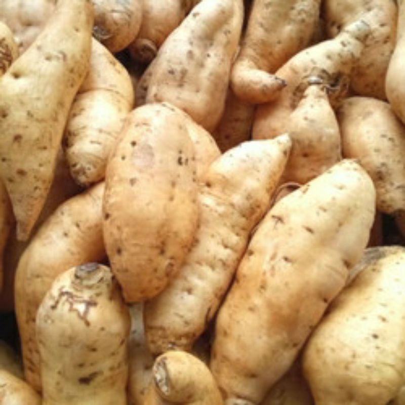 Jual Ubi Putih/Ubi Jalar (1000g) | Shopee Indonesia