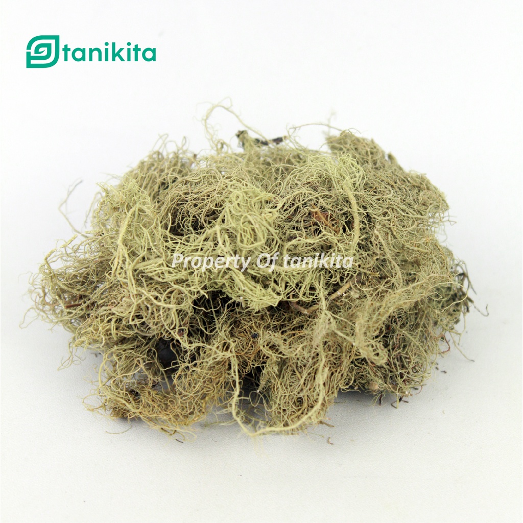 Jual Herbal Kayu Angin 1Kg | Shopee Indonesia