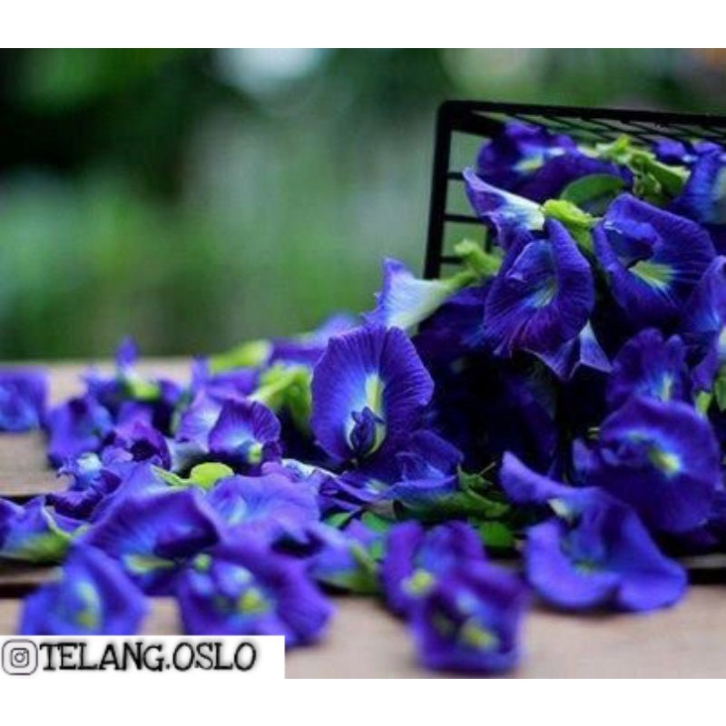 Jual Telang/ Teh Telang/ Bunga Telang/ Kembang Telang/ Clitoria ...