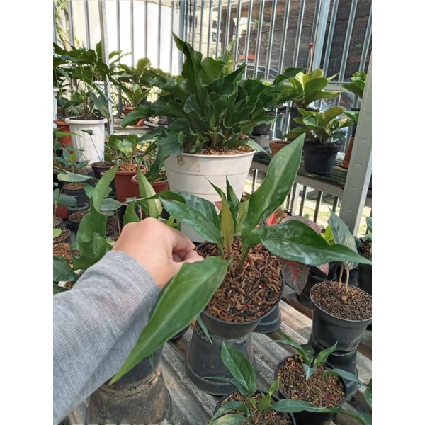 Jual anthurium obor ( rimbun ) dari obor merah ( murce ) | Shopee Indonesia