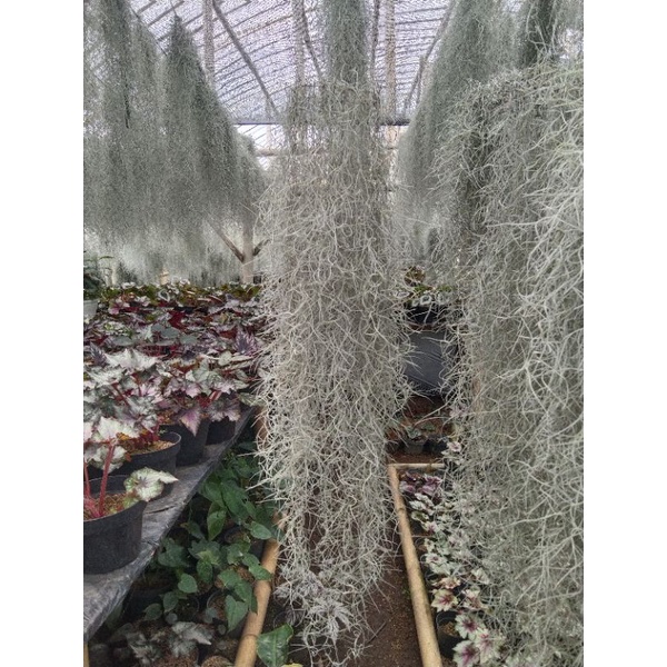 Jual Tanaman hias jenggot Musa /dewa rimbun 1m up | Shopee Indonesia