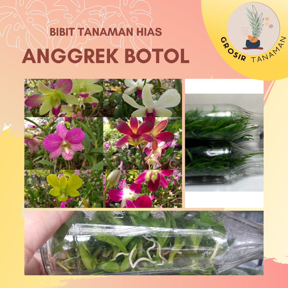 Jual Bibit Tanaman Bunga Anggrek Dalam Botol - Tanaman Hias Anggrek ...